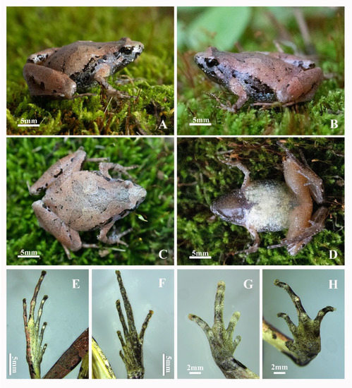 Animals | Free Full-Text | A New Species of the Genus Microhyla ...