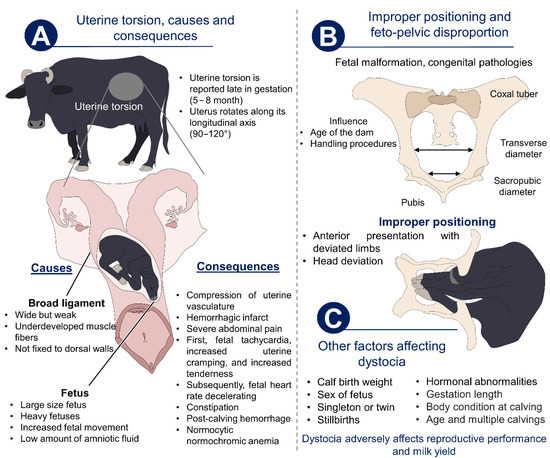 Dairy Buffalo Behavior: Calving, Imprinting and Allosuckling