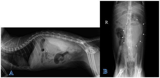 Nontraumatic Paraureteral Urinoma in a Cat with Urolithiasis