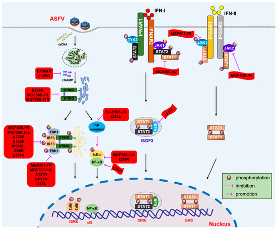 Modulation of Host Antiviral Innate Immunity by African Swine Fever ...