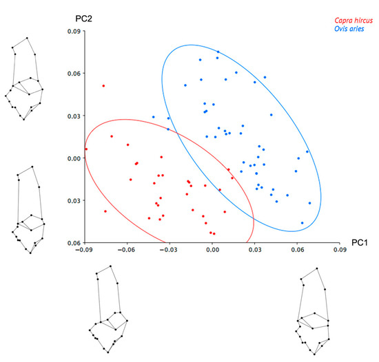 Animals | Free Full-Text | Morphological Differences between Sheep and ...