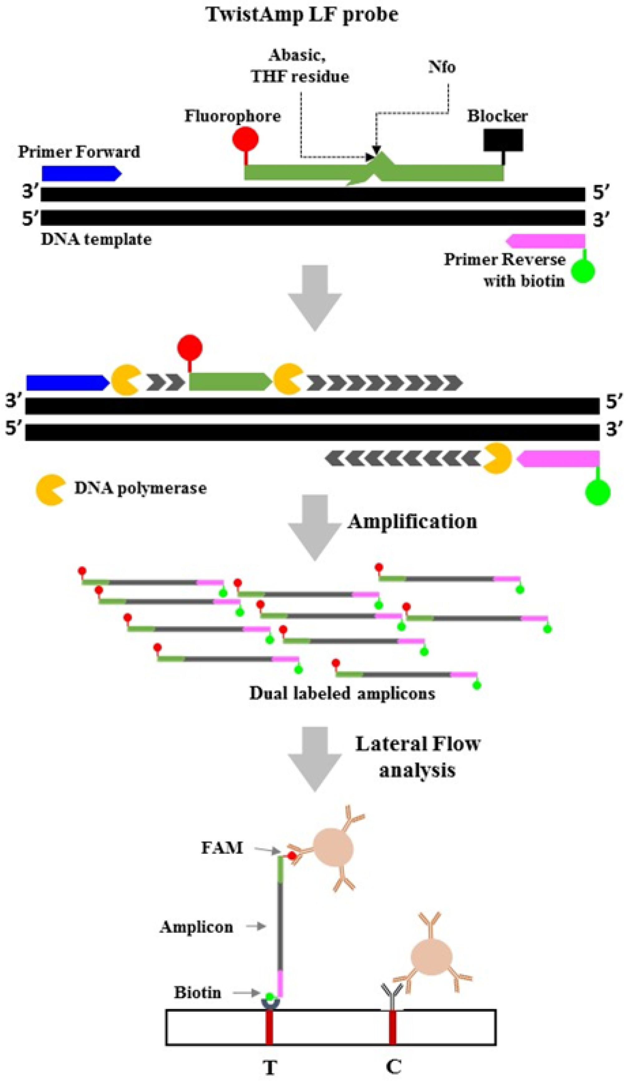 Development of a Rapid Sex Identification Method for Newborn Pigeons ...
