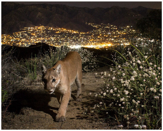 Re-Thinking Felid–Human Entanglements through the Lenses of ...