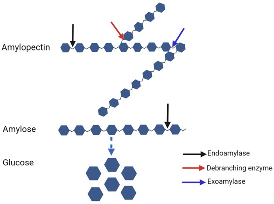 Starch and Cellulose Degradation in the Rumen and Applications of ...