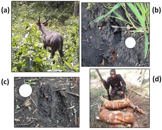 Diversity and Relative Abundance of Ungulates and Other Medium and ...