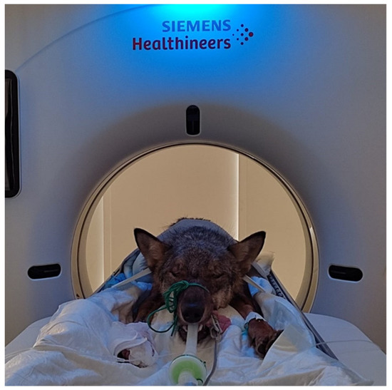 Diagnostic and Treatment of Spinal Fracture and Luxation in Italian ...
