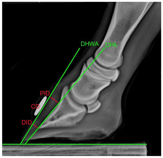 Hoof Matters: Developing an Athletic Thoroughbred Hoof