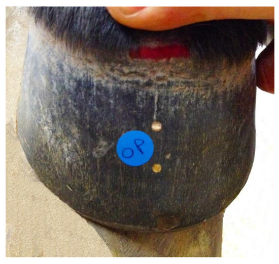 Animals | Free Full-Text | Hoof Matters: Developing an Athletic ...