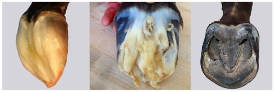 Hoof Matters: Developing an Athletic Thoroughbred Hoof