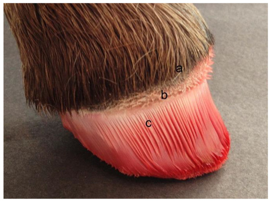 Animals | Free Full-Text | Hoof Matters: Developing an Athletic ...