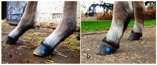 Animals | Free Full-Text | Hoof Matters: Developing an Athletic ...