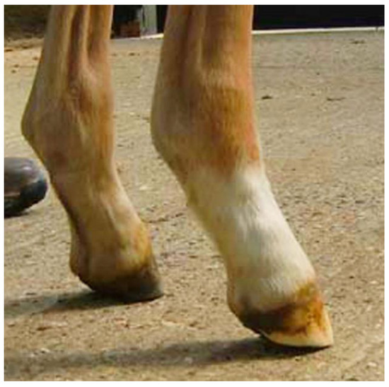 Animals | Free Full-Text | Hoof Matters: Developing an Athletic ...
