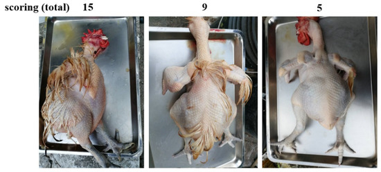 Effects of Hard and Soft Scalding on Defeathering and Carcass Quality ...