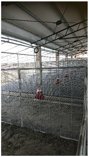 Effects of Swimming Pool Conditions and Floor Types on White Roman ...