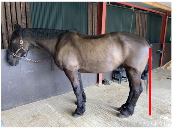 An Investigation into the Effects of Changing Dorso-Plantar Hoof ...