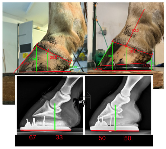 An Investigation into the Effects of Changing Dorso-Plantar Hoof ...