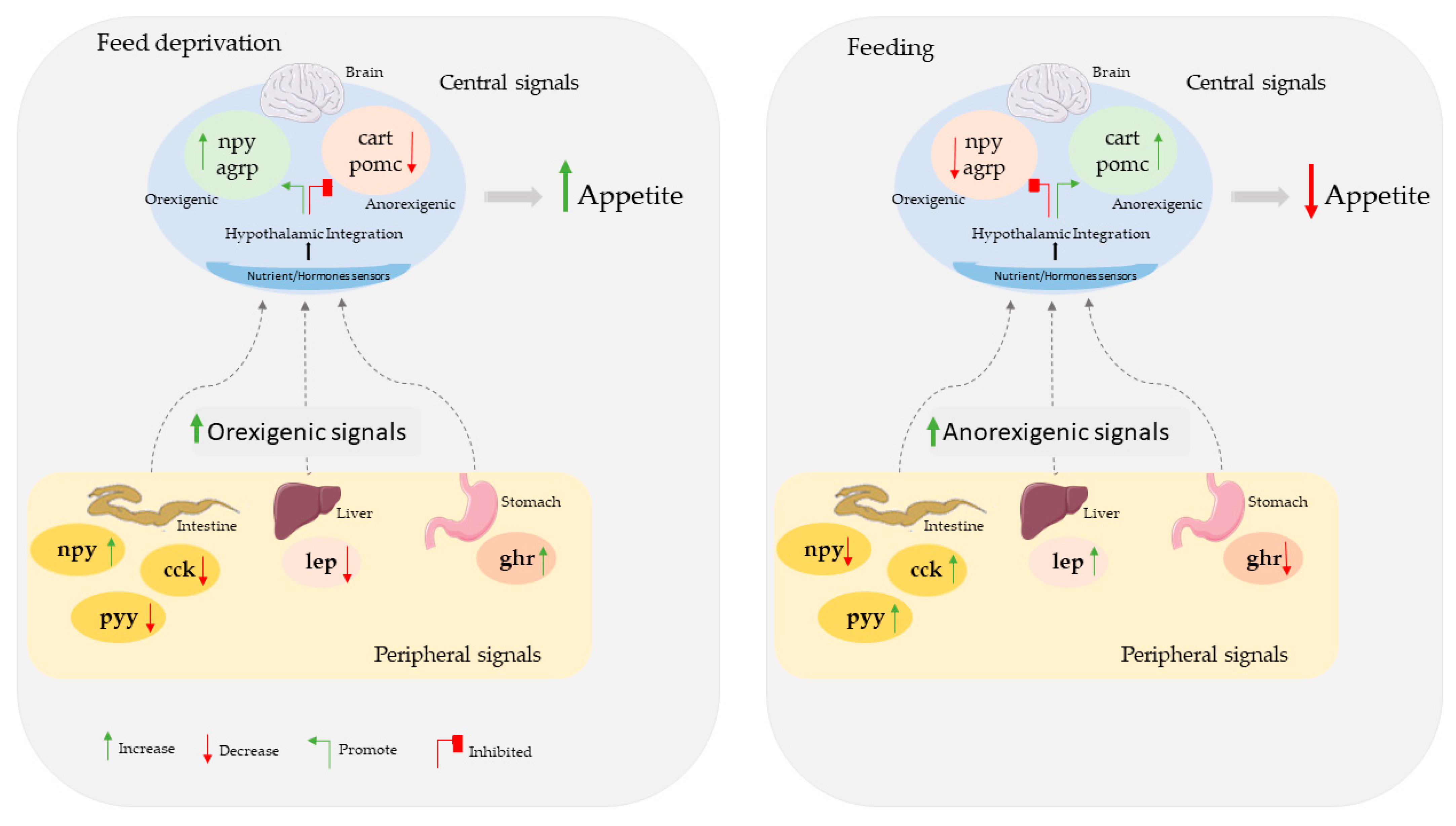Animals | Free Full-Text | The Interplay between Central and Peripheral ...