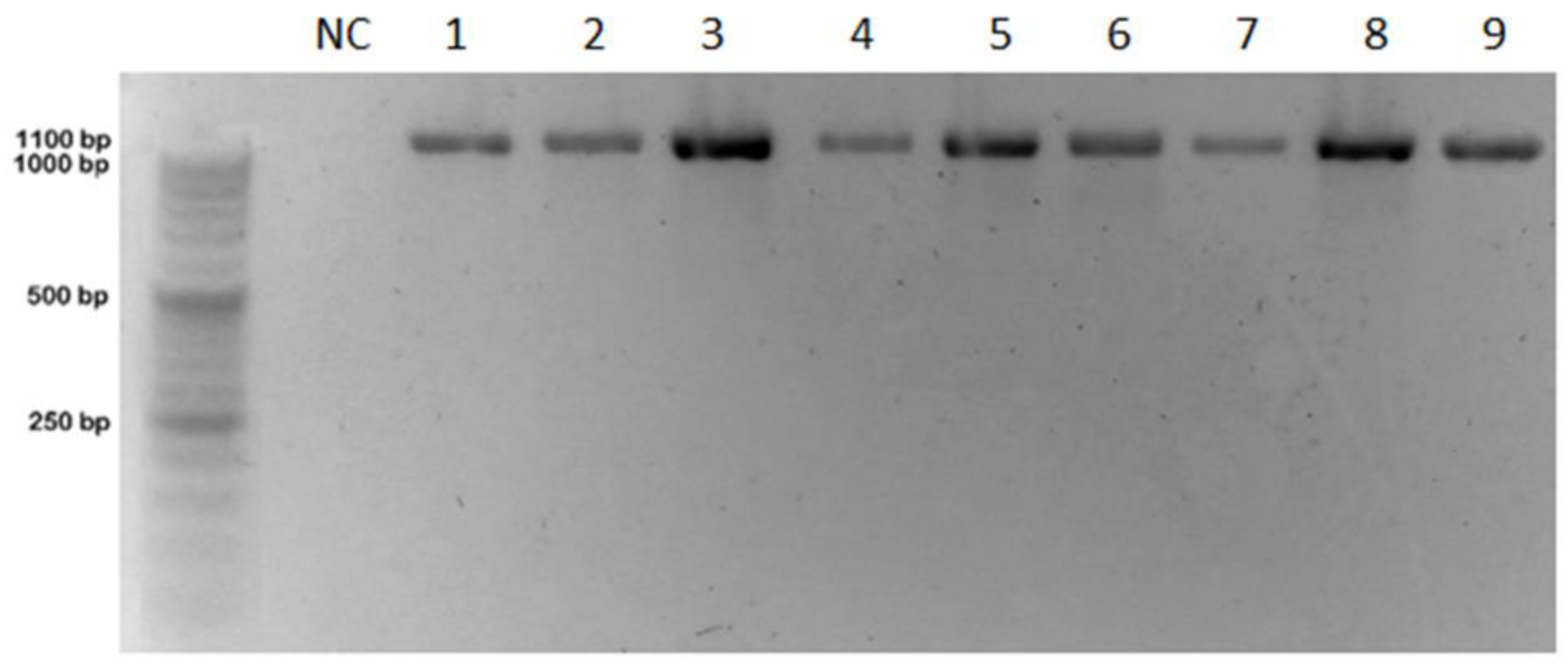 Detection and Identification of Avian Reovirus in Young Geese (Anser ...