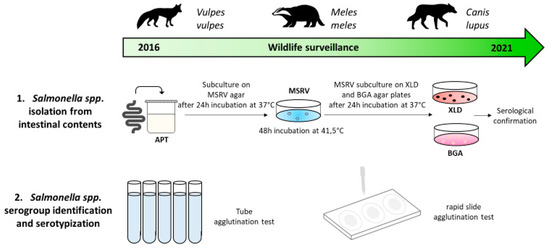 Prevalence of Different Salmonella enterica Subspecies and Serotypes in ...