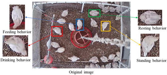 Monitoring Behaviors of Broiler Chickens at Different Ages with Deep ...
