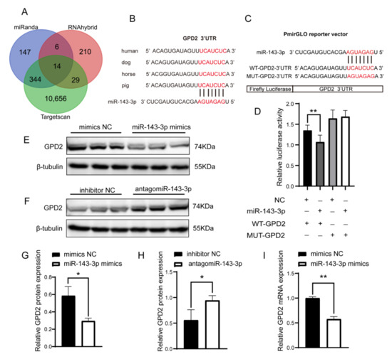 Effect of miR-143-3p from Extracellular Vesicles of Porcine Uterine ...