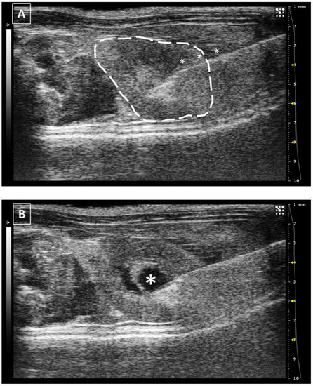 Ultrasound Guided Surgery as a Refinement Tool in Oncology Research