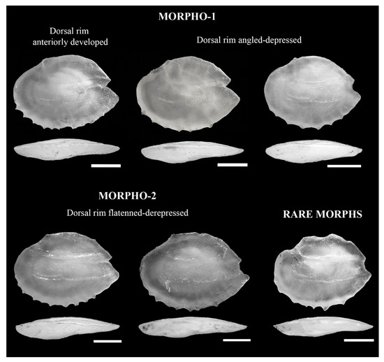 Stranding of Mesopelagic Fishes in the Canary Islands