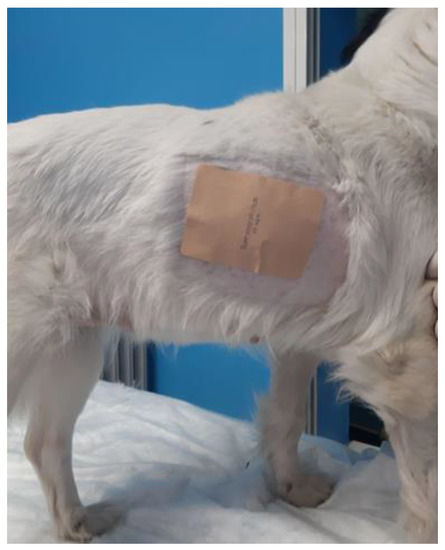 Comparison of the Transdermal and Intravenous Administration of ...