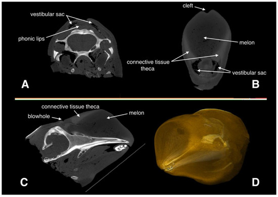 The Distinctive Forehead Cleft of the Risso’s Dolphin (Grampus griseus ...