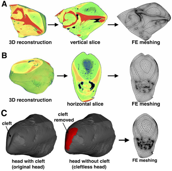 The Distinctive Forehead Cleft of the Risso’s Dolphin (Grampus griseus ...