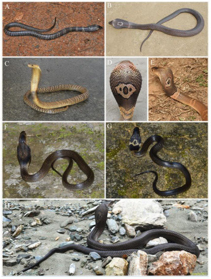 Description of a New Cobra (Naja Laurenti, 1768; Squamata, Elapidae) from China with Designation ...