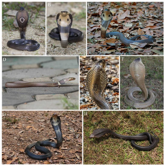 Description of a New Cobra (Naja Laurenti, 1768; Squamata, Elapidae ...