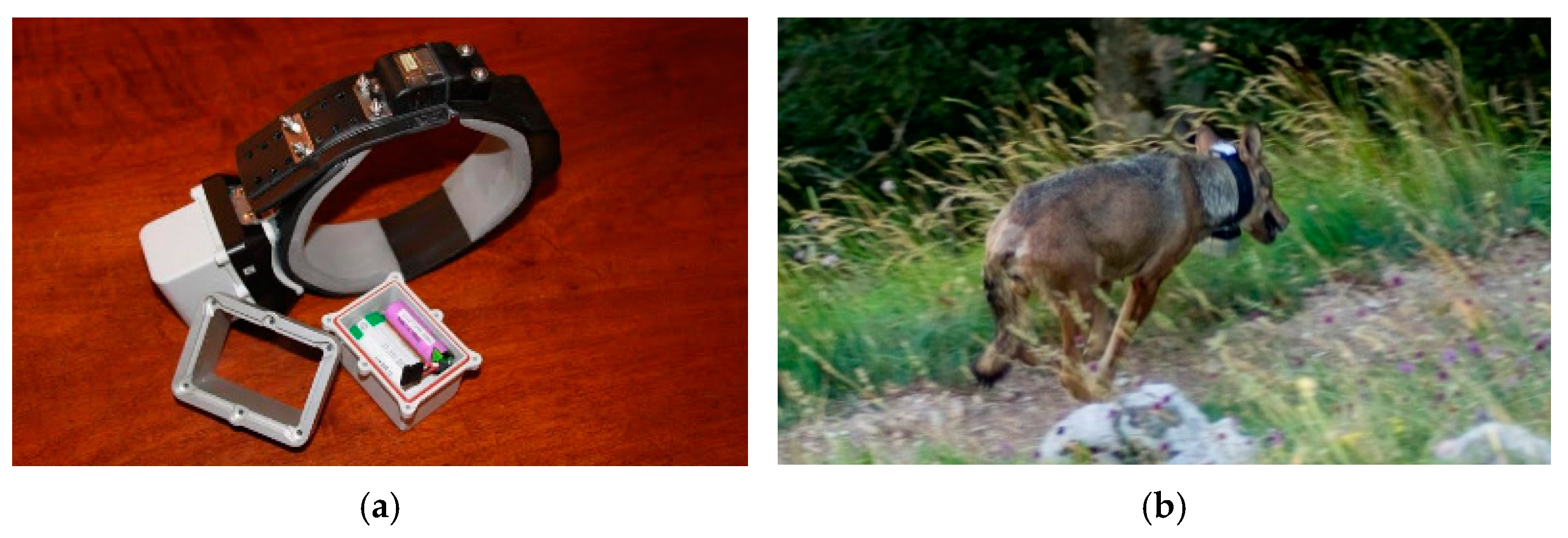 Does the Wolf (Canis lupus) Exhibit Human Habituation Behaviours after ...