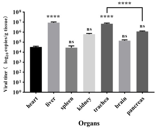 Pathological and Molecular Characterization of a Duck Plague Outbreak ...