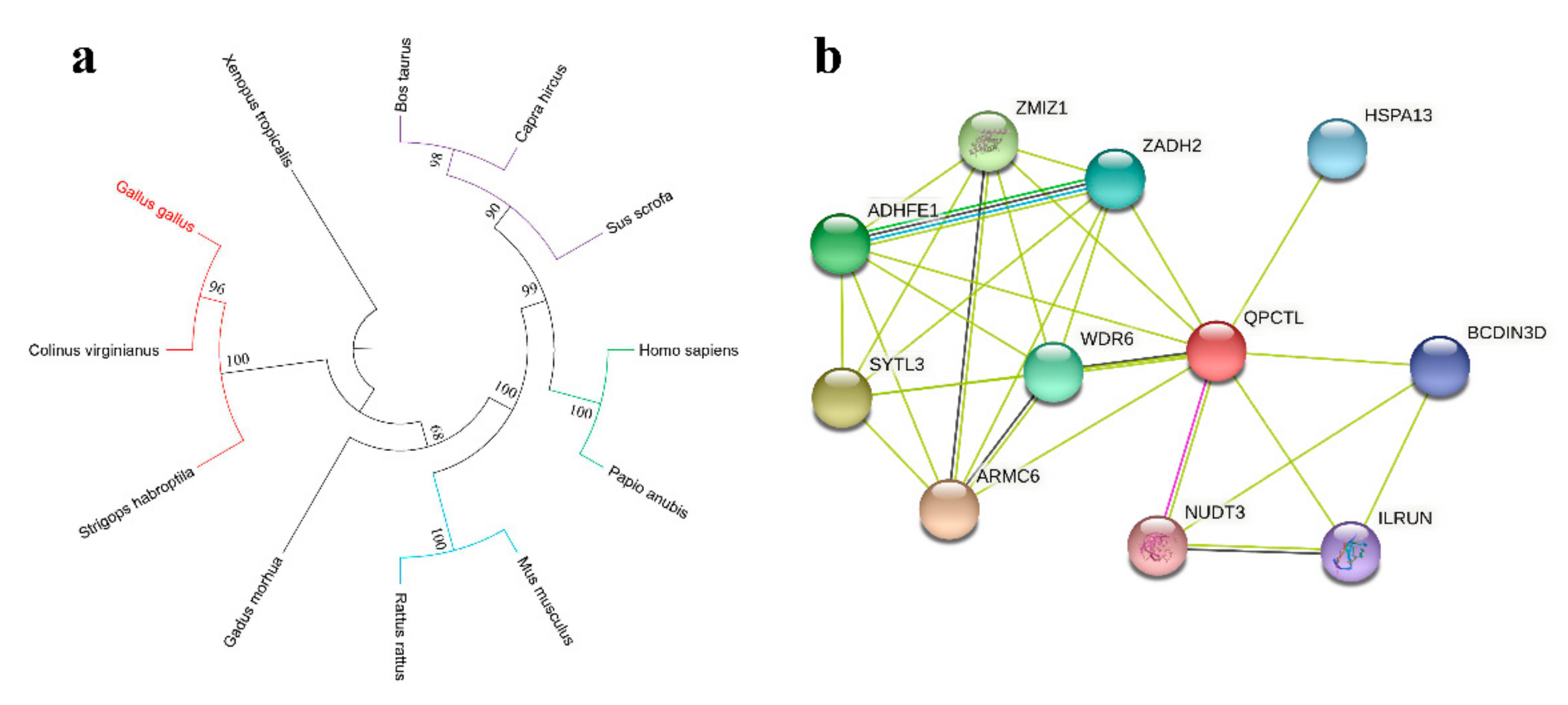 Animals | Free Full-Text | QPCTL Affects the Daily Weight Gain of the ...