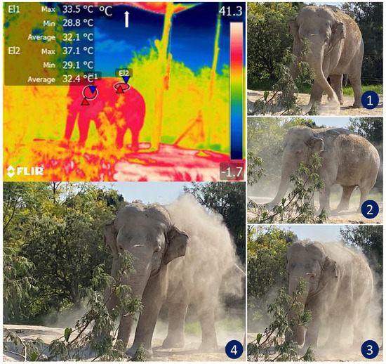 Thermal Imaging to Assess the Health Status in Wildlife Animals under ...