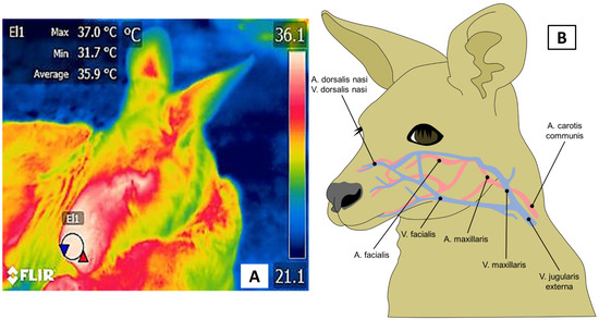 Thermal Imaging to Assess the Health Status in Wildlife Animals under ...