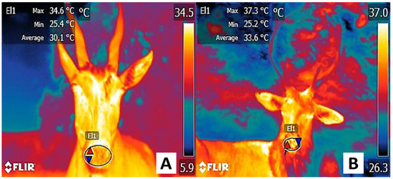 Thermal Imaging to Assess the Health Status in Wildlife Animals under ...