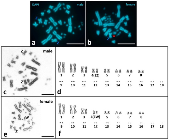 Cytogenetic Analysis of the Bimodal Karyotype of the Common European Adder, Vipera berus (Viperidae)