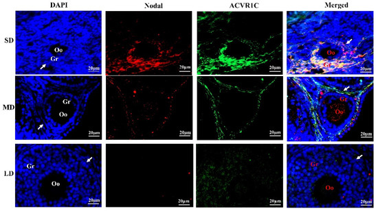The Photoperiod Regulates Granulosa Cell Apoptosis through the FSH ...