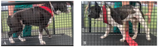 Approach to Small Animal Neurorehabilitation by Locomotor Training: An ...