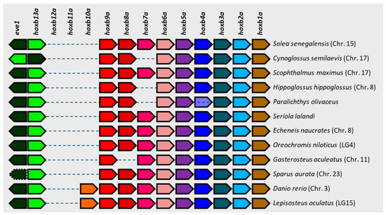 Genomic Characterization of hox Genes in Senegalese Sole (Solea senegalensis, Kaup 1858): Clues ...