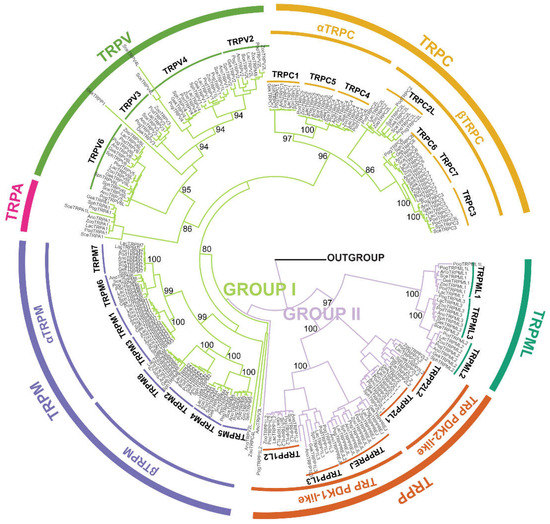 Genome-Wide Identification and Phylogenetic Analysis of TRP Gene Family ...