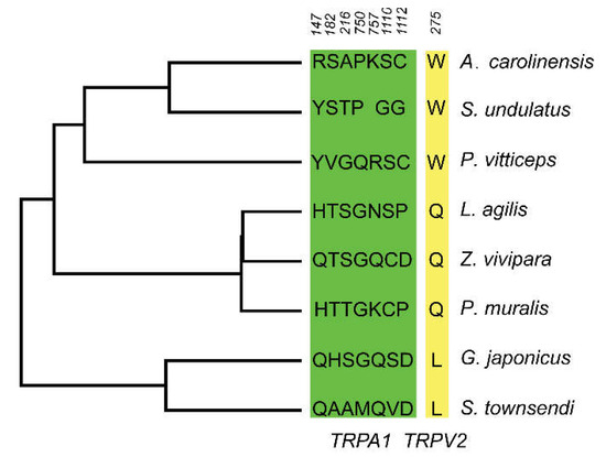 Genome-Wide Identification and Phylogenetic Analysis of TRP Gene Family ...
