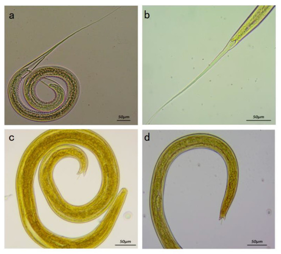 An Epidemiological Investigation and Drug-Resistant Strain Isolation of ...