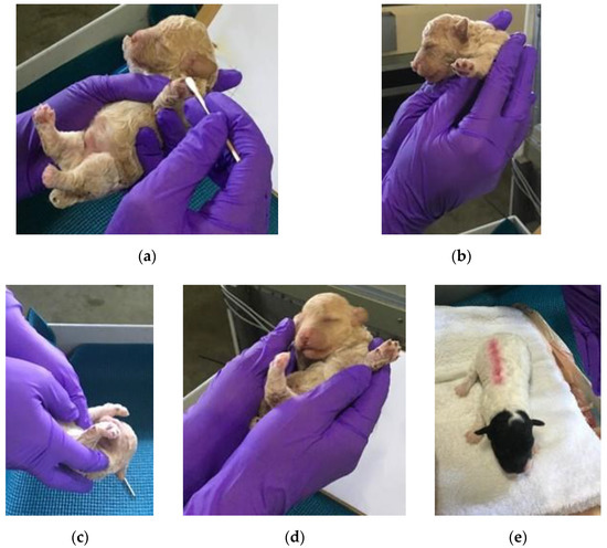 The Effect of Early Neurological Stimulation on Puppy Welfare in ...