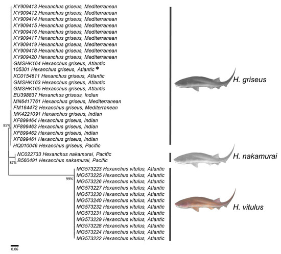 Distribution and New Records of the Bluntnose Sixgill Shark, Hexanchus ...