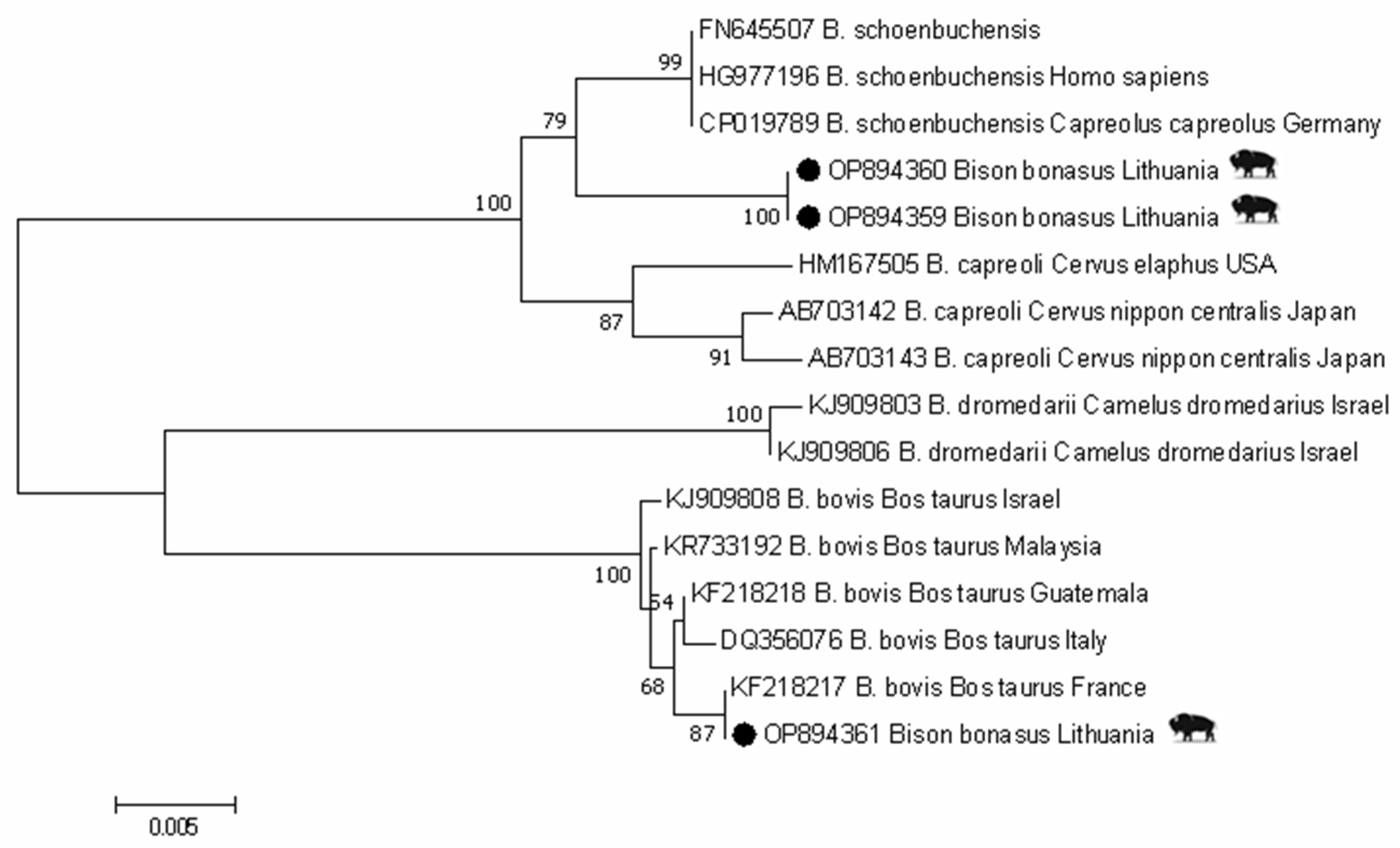 First Molecular Detection of Bartonella bovis and Bartonella ...