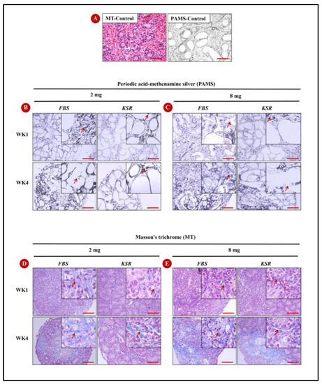 Long-Term In Vitro Maintenance of Piglet Testicular Tissue: Effects of ...