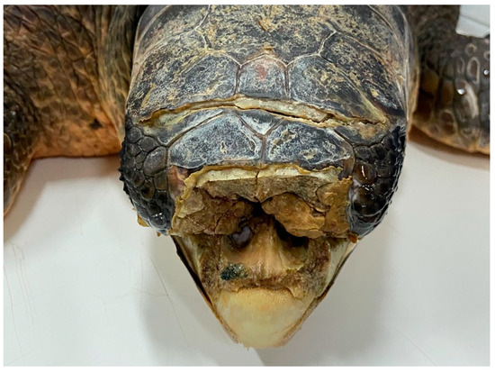Clinical Findings, Management, Imaging, and Outcomes in Sea Turtles ...